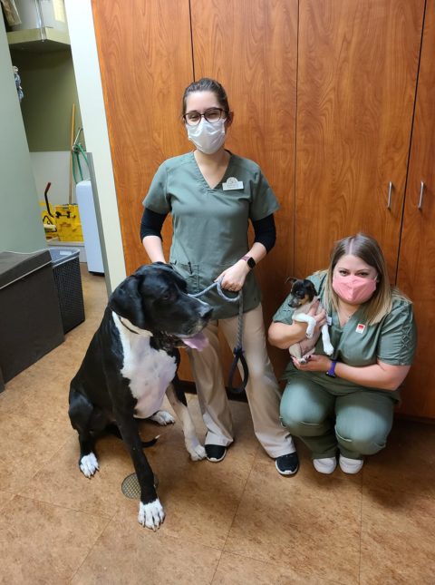 Best Vet in Aurora, CO | Loving Family Animal Hospital