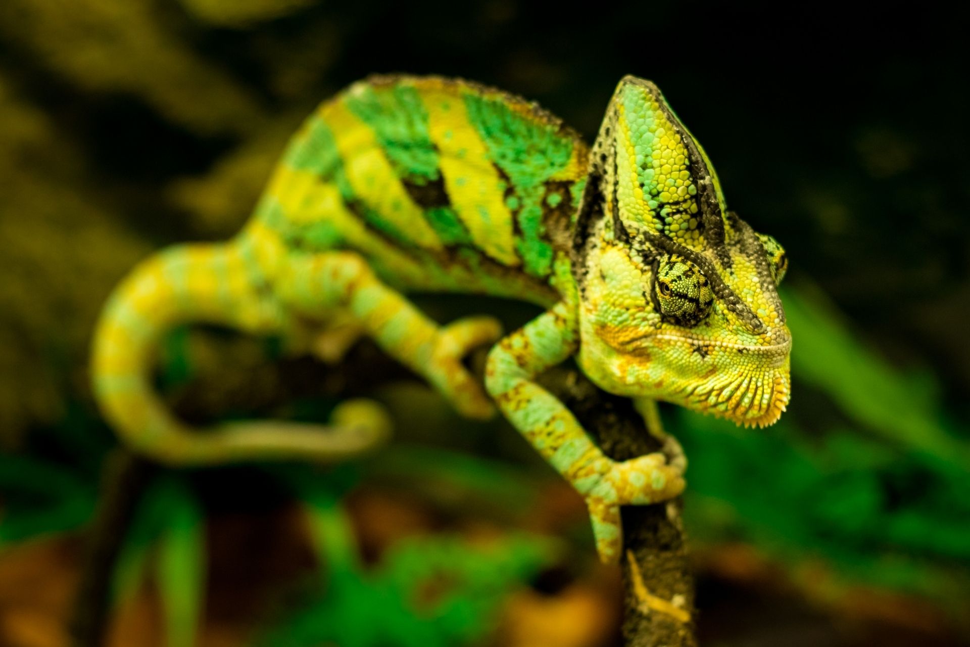 Reptile Lifestyle Assessment | Loving Family Animal Hospital