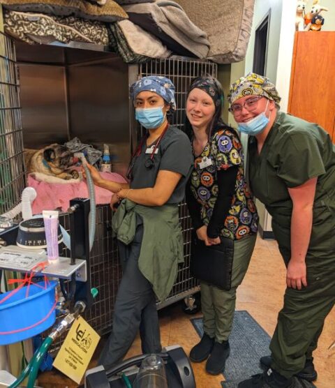 Best Vet in Aurora, CO | Loving Family Animal Hospital