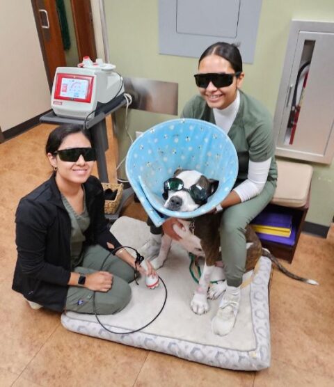 Best Veterinary Hospital in Aurora, CO | Loving Family Animal Hospital